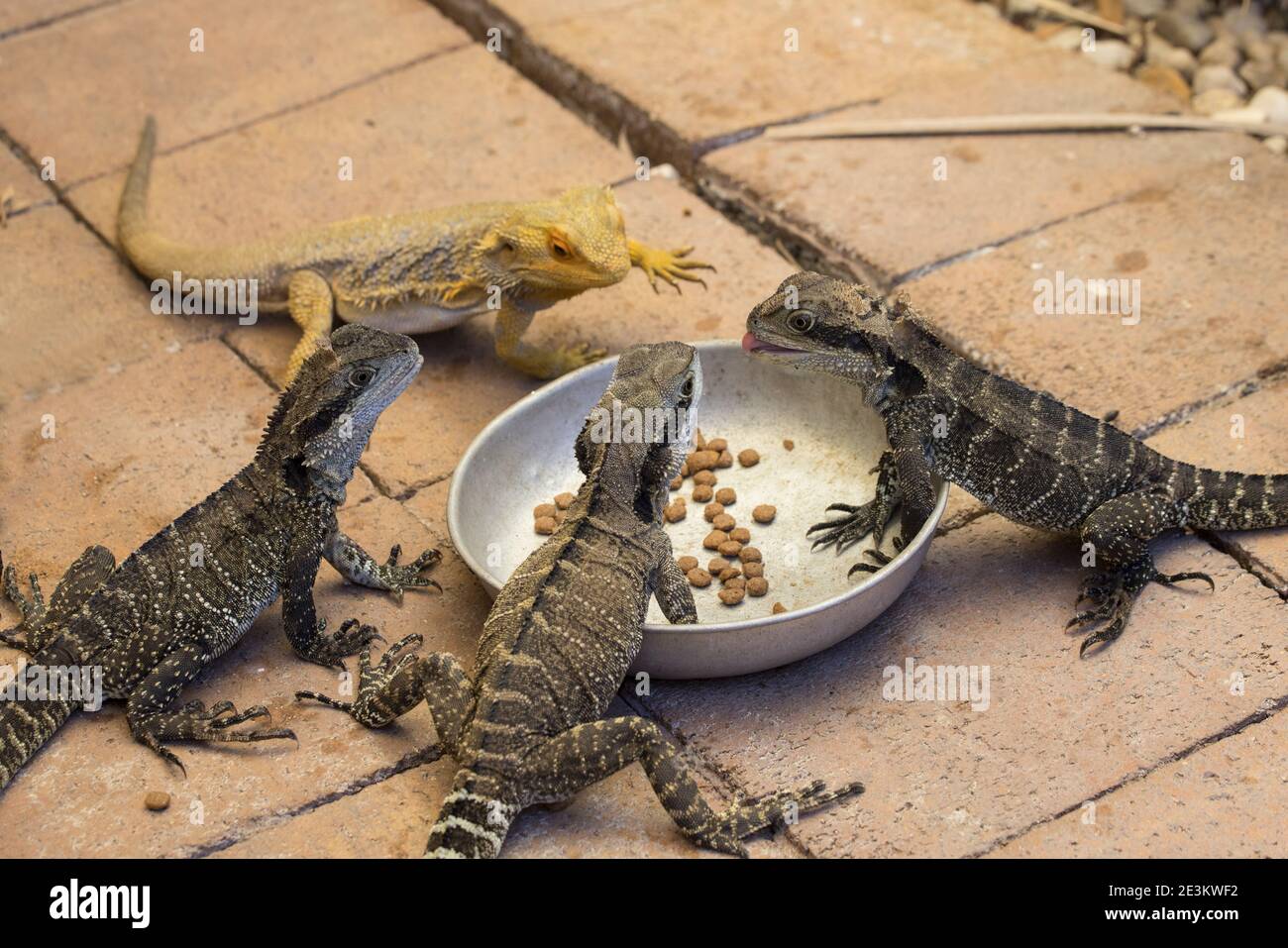Captive Eastern Water Dragon's and Central Bearded Dragon feeding Stock ...
