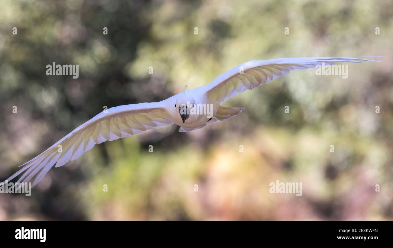 Sulphur-crested Cockatoo in flight with wings apart Stock Photo - Alamy