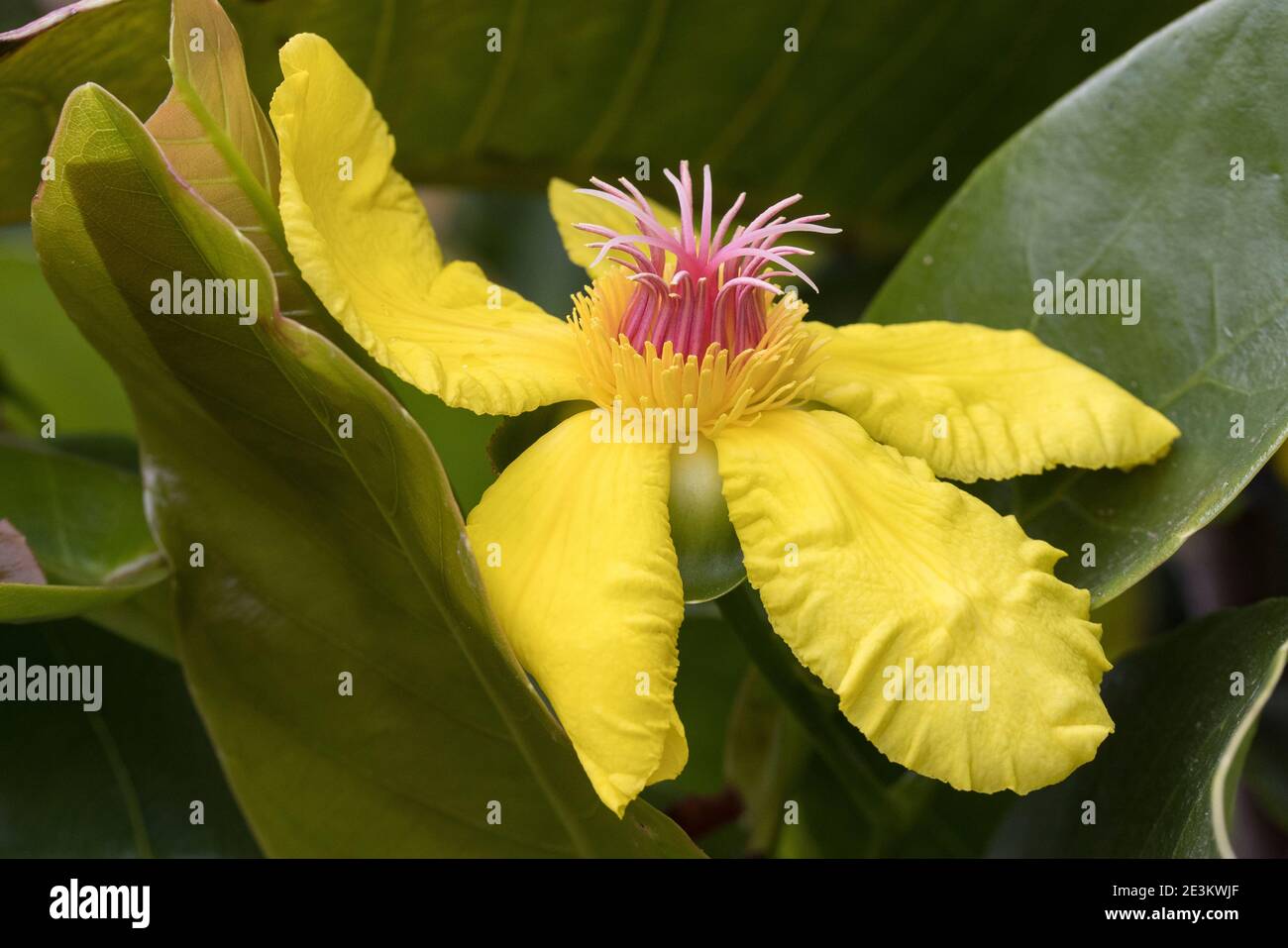 Golden guinea tree hi-res stock photography and images - Alamy
