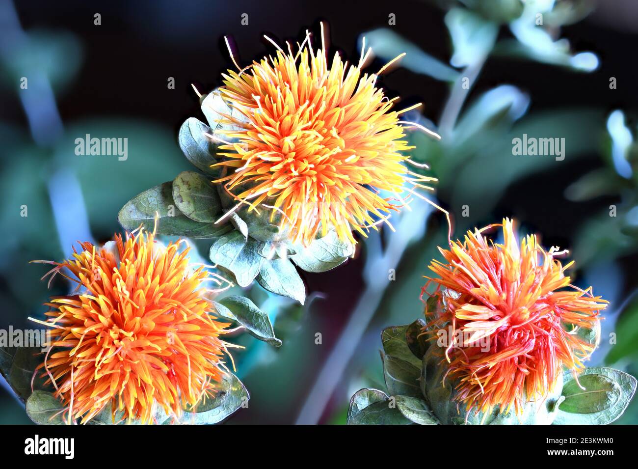 Blooming Orange Safflower in Summer Time Stock Photo - Alamy