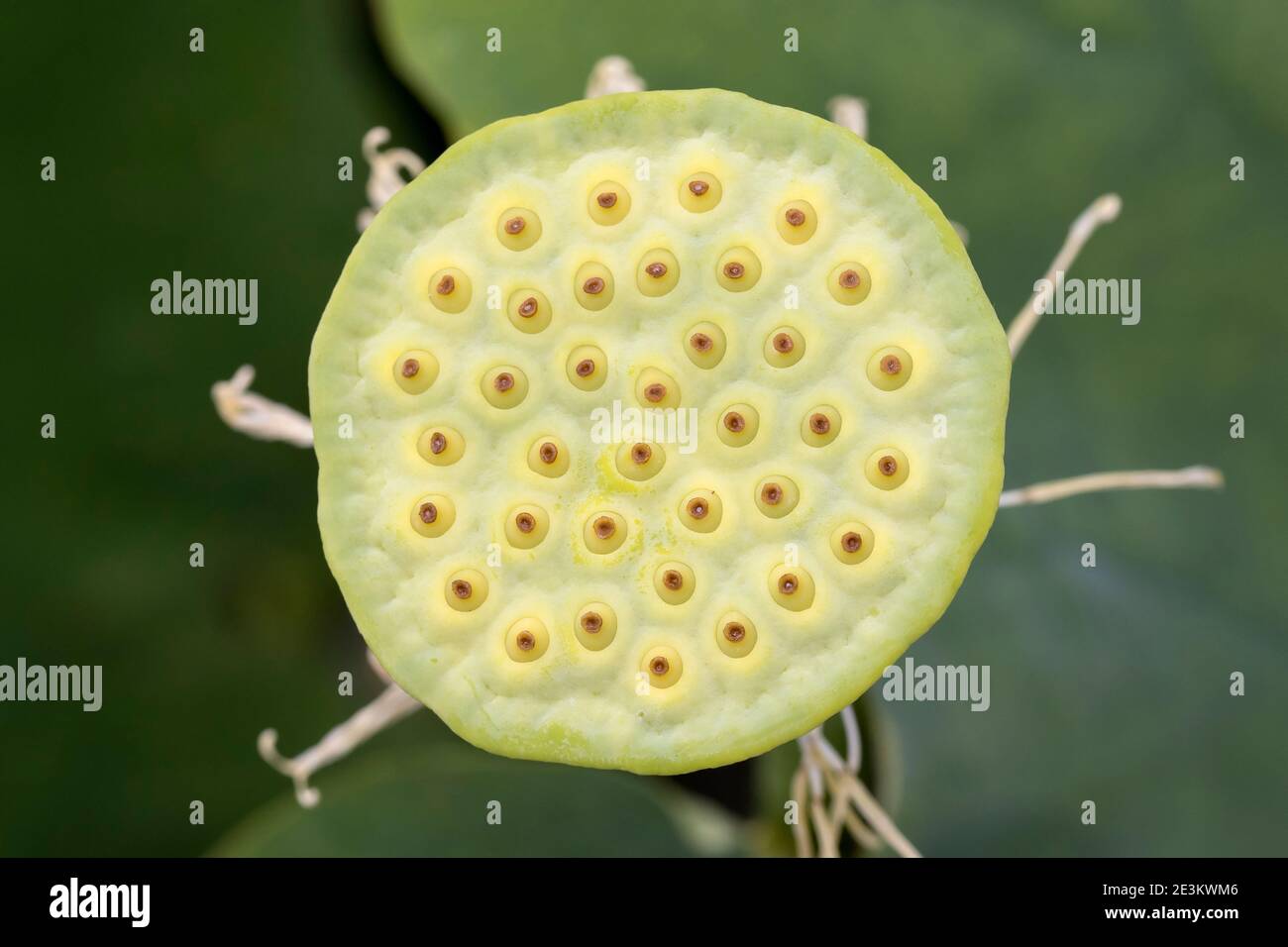 Lotus Water Lily flower pod Stock Photo - Alamy