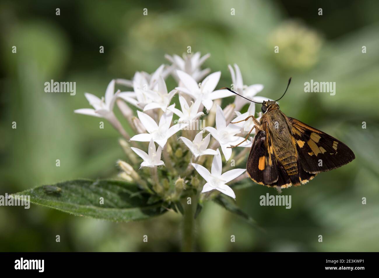 Australian Skipper Butterfly resting on white flowers Stock Photo - Alamy