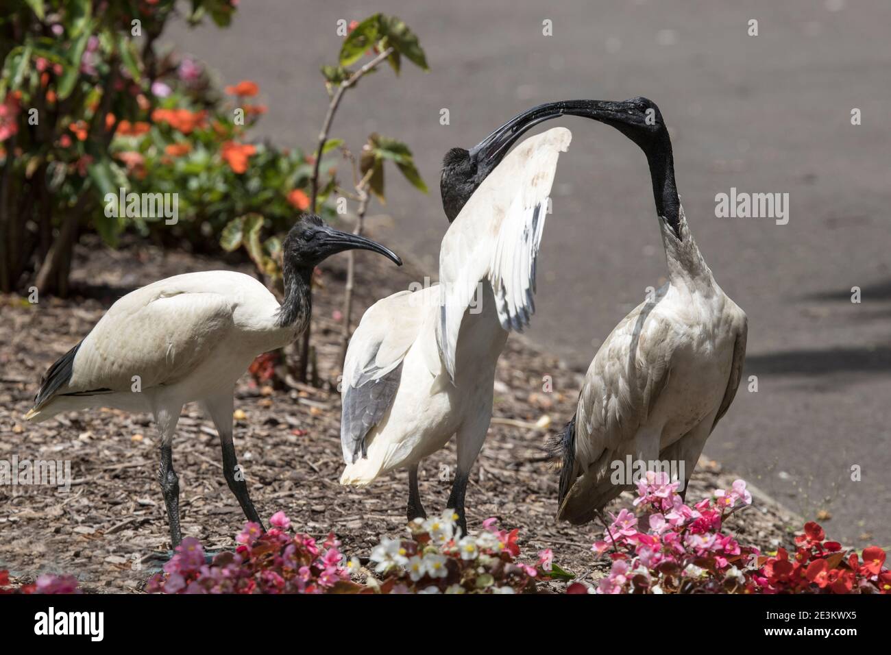 Ibis chick hi-res stock photography and images - Alamy