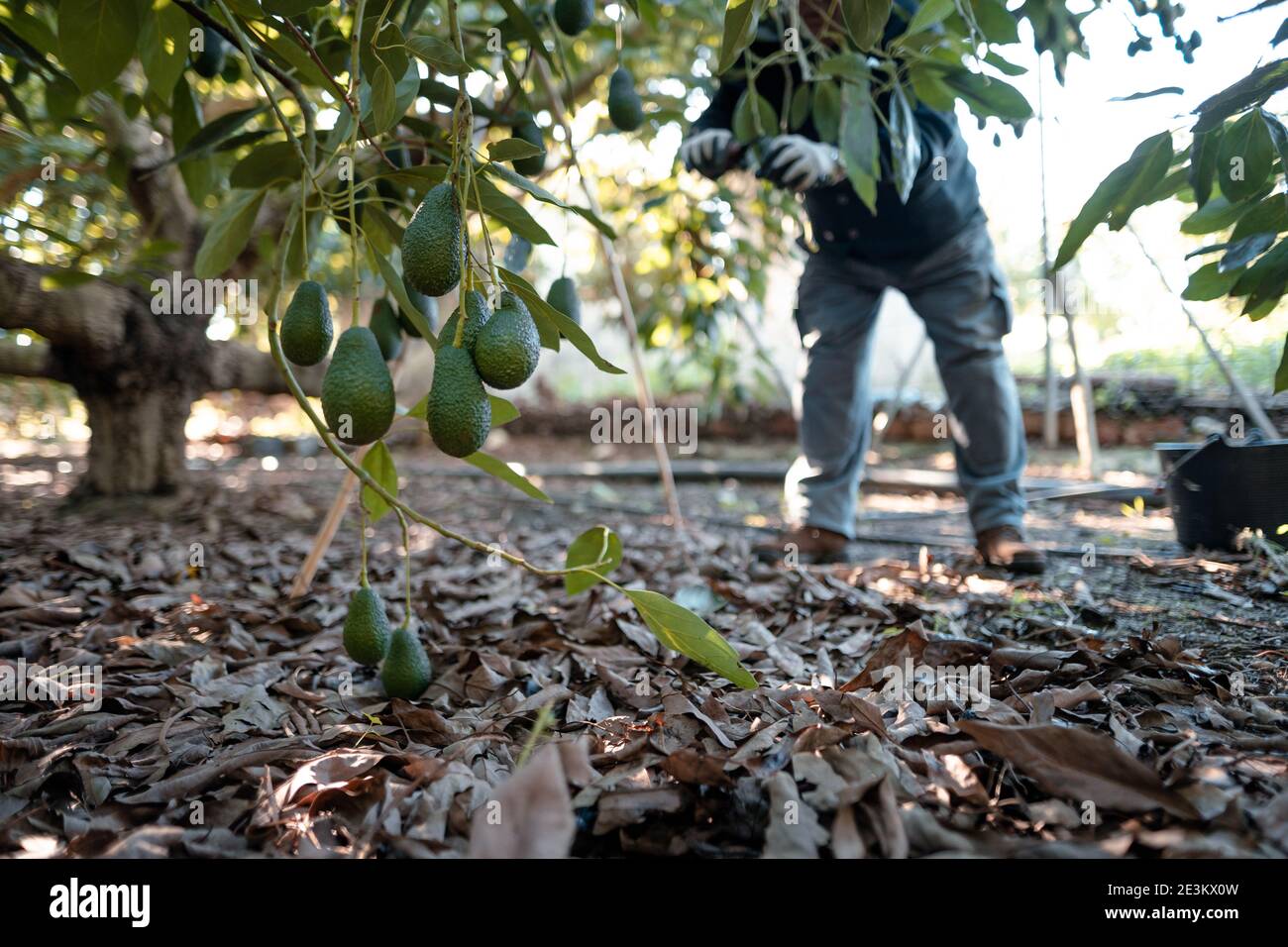 Harvesting hass avocados. Farmer cutting the avocado stick from the ...