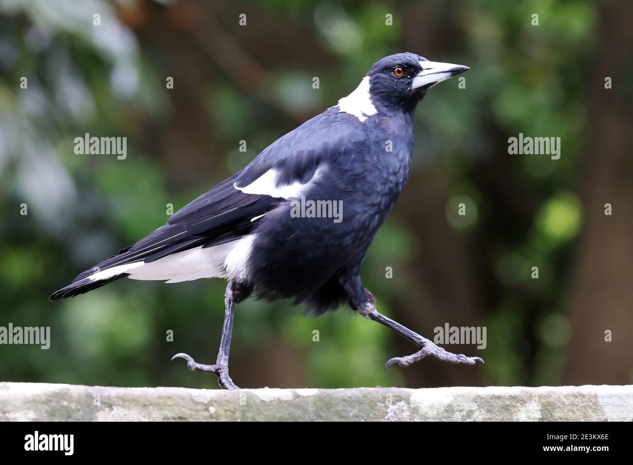 Australian Magpie walking along fence Stock Photo - Alamy