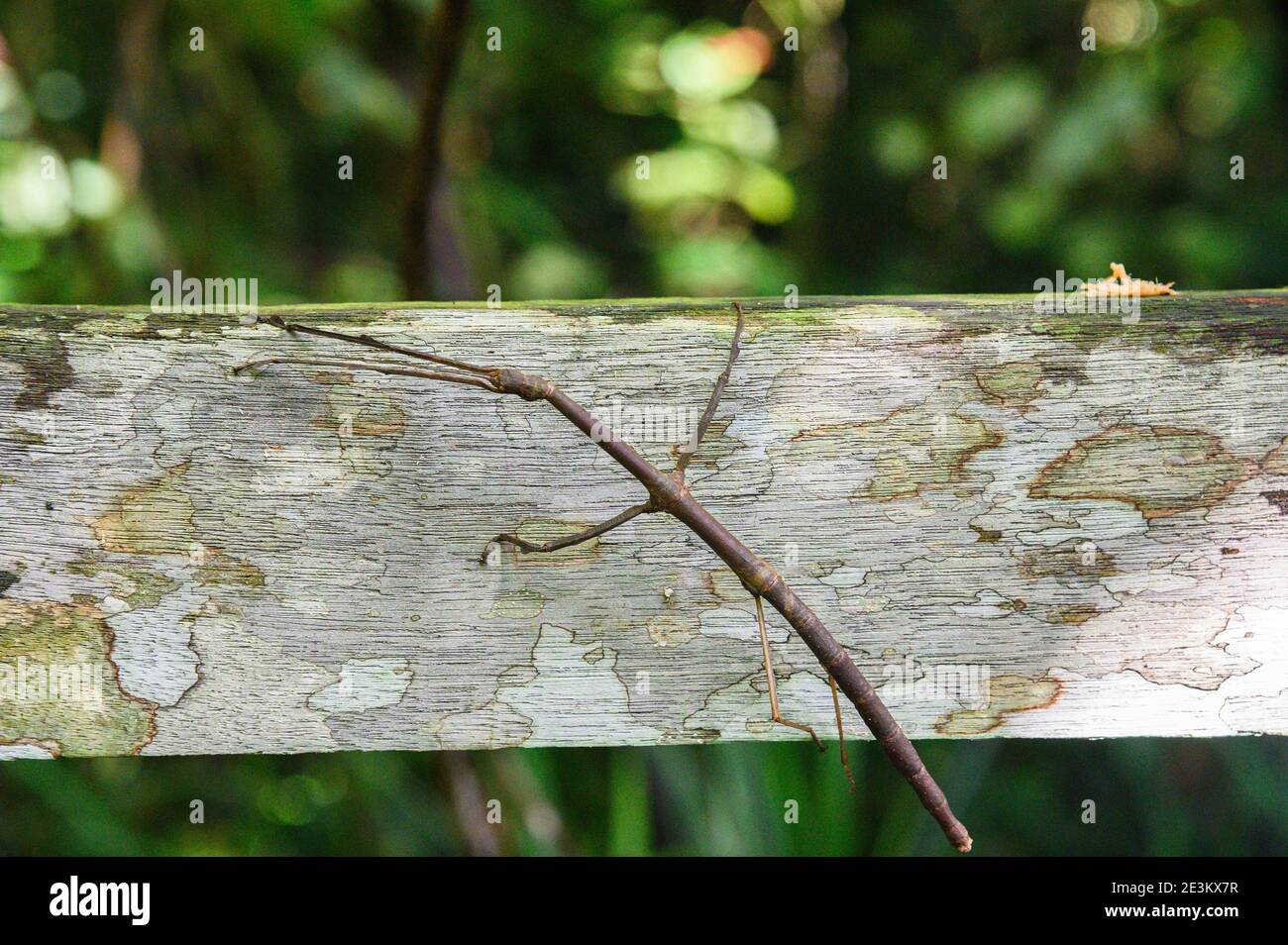 Stick insect borneo hi-res stock photography and images - Alamy