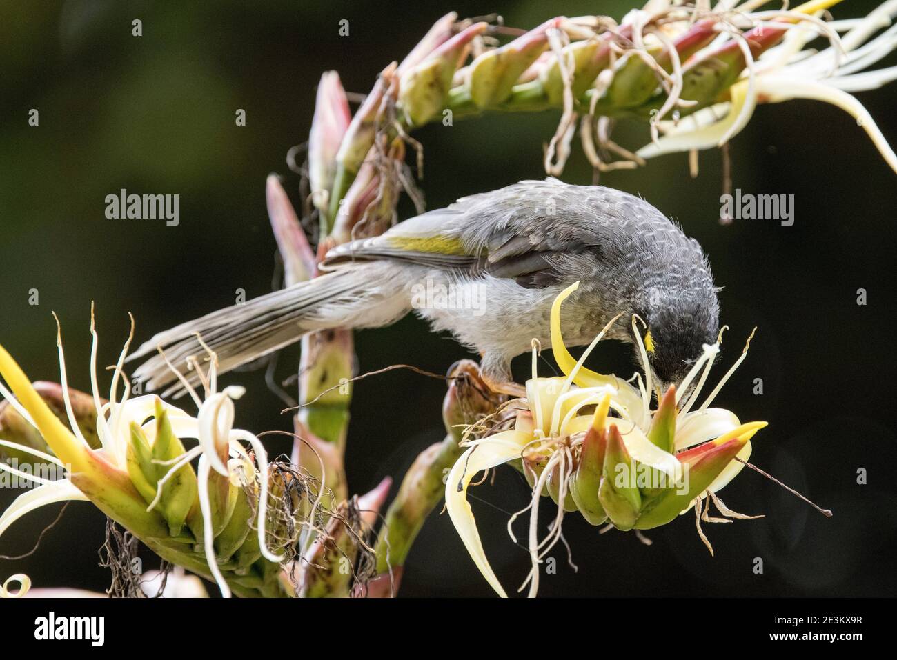 Noisy flower hi-res stock photography and images - Alamy