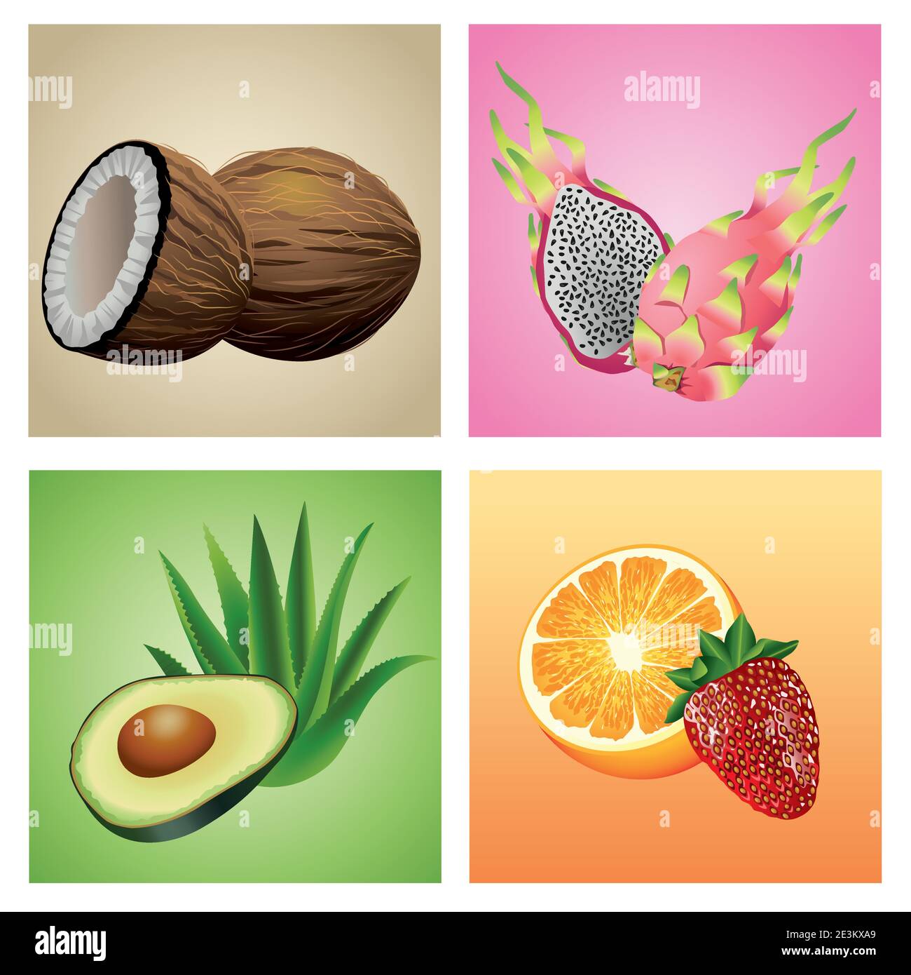 Avocado botanical illustration Stock Vector Images - Alamy