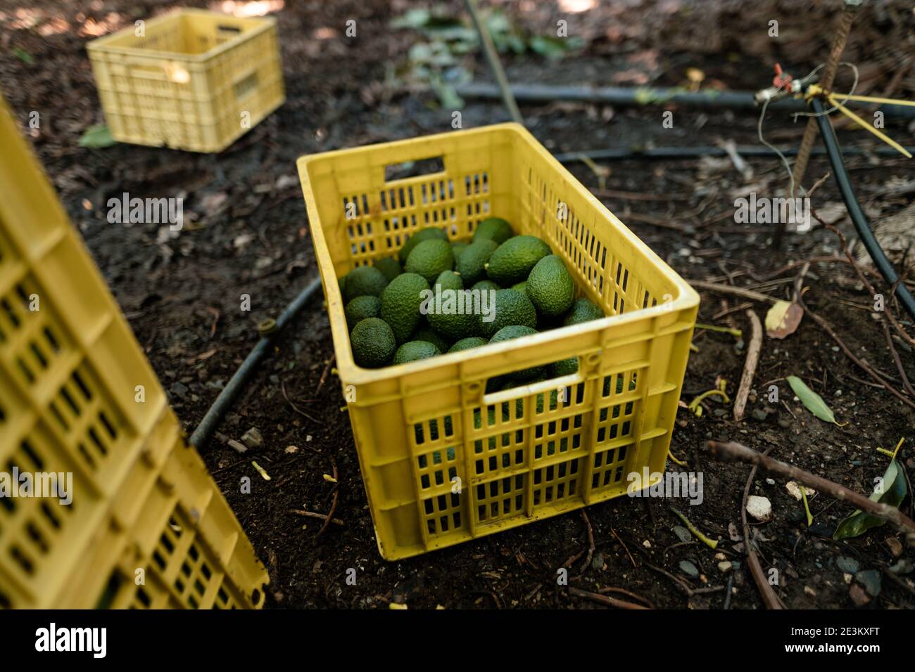 Hass avocados harvested inside of yellow boxes Stock Photo - Alamy