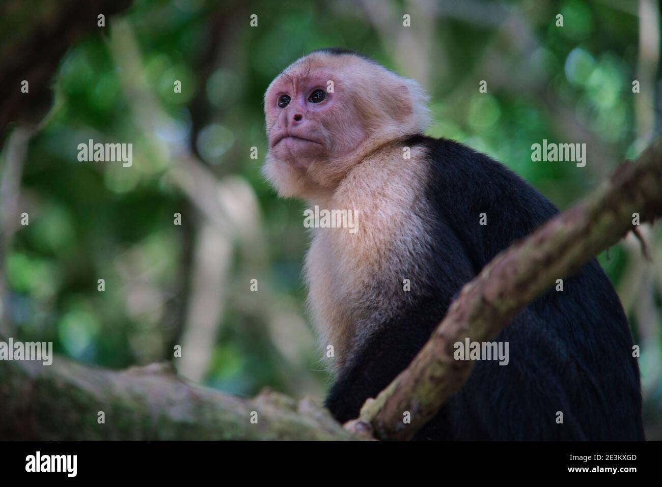 wild white head capuchin monkey in Costa Rica Stock Photo - Alamy