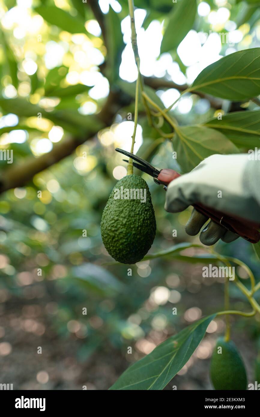 Harvesting hass avocados. Hands cutting the avocado stick from the tree ...