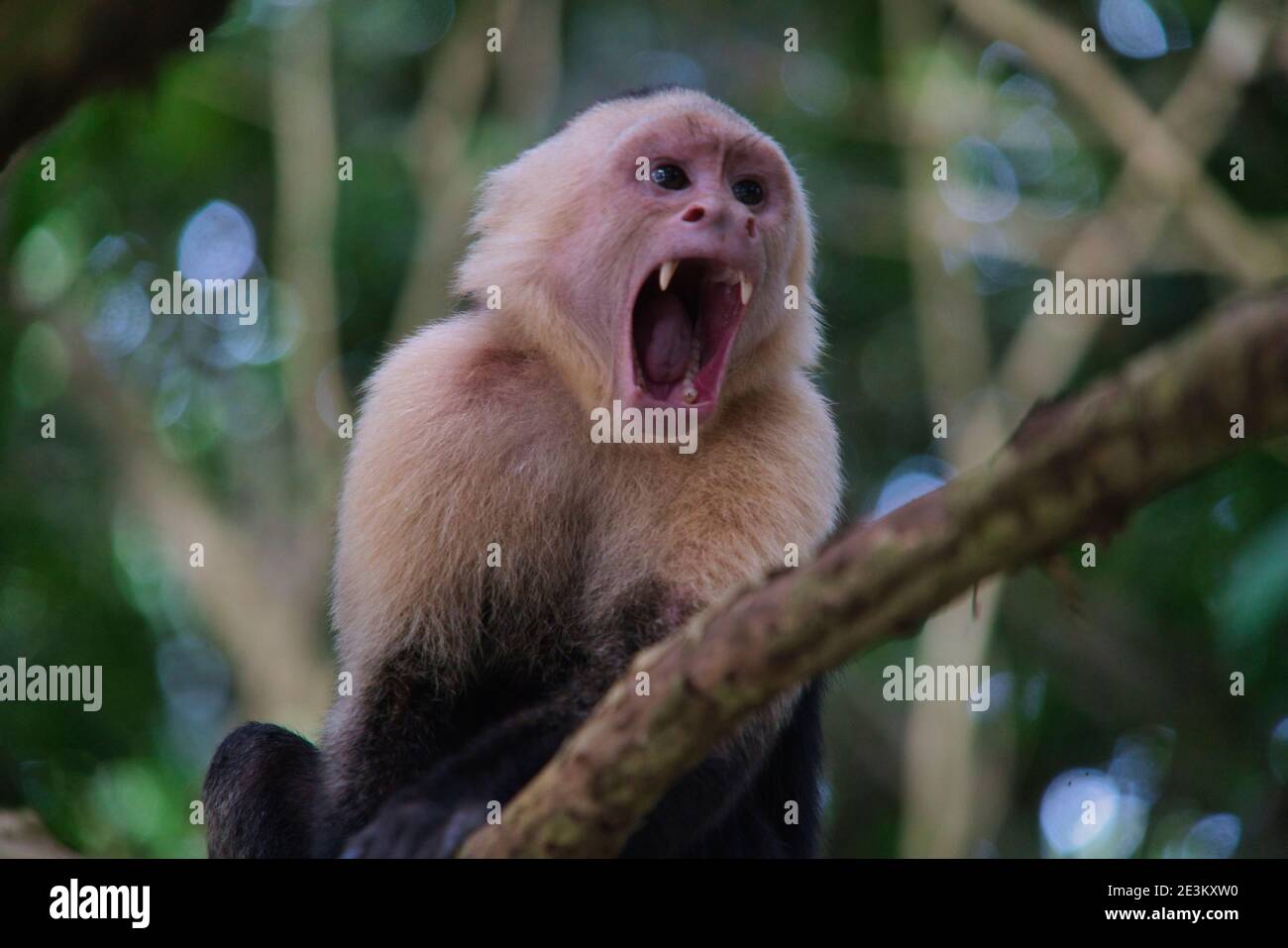 wild white head capuchin monkey in Costa Rica yawning Stock Photo - Alamy