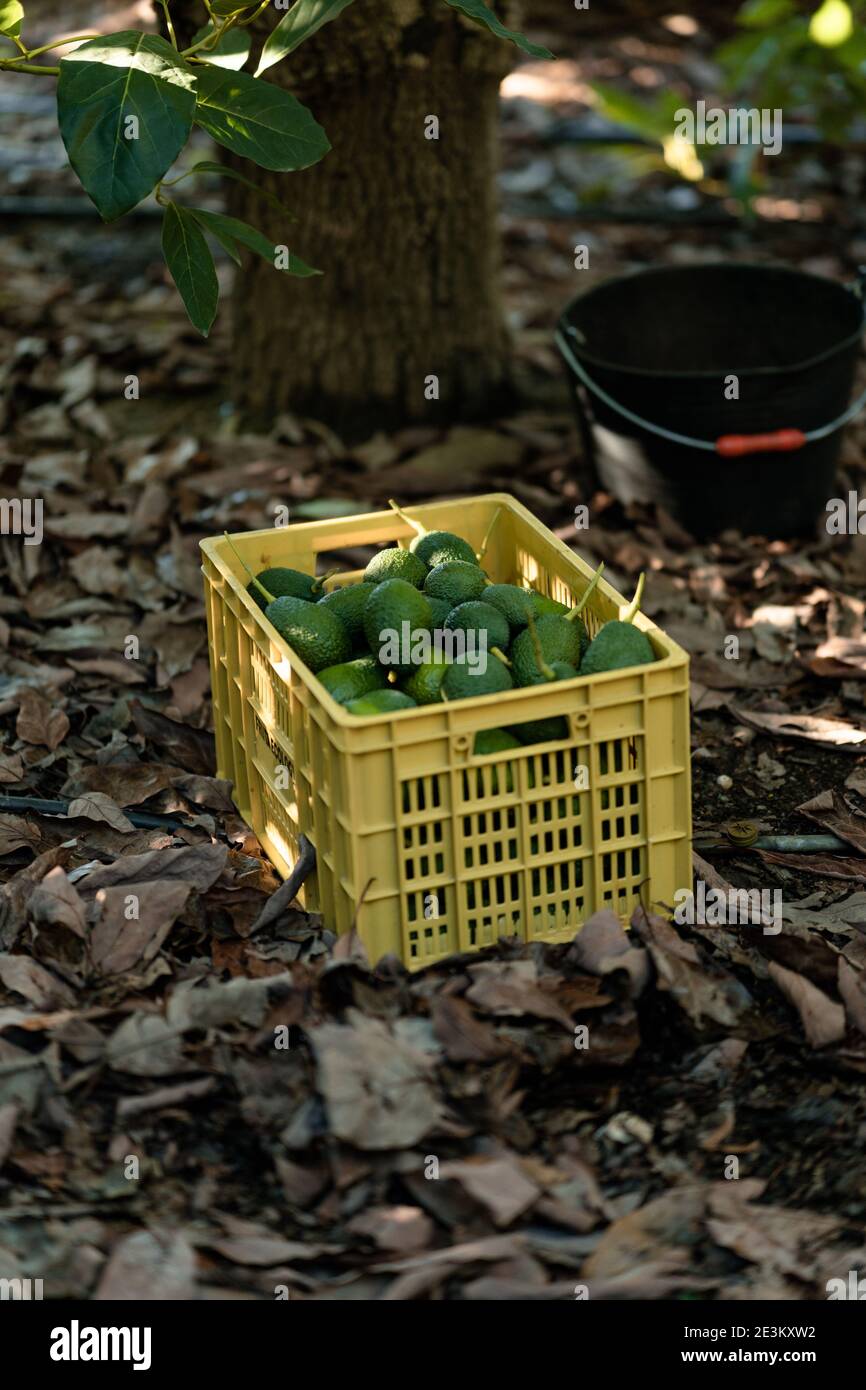 Avocados box hi-res stock photography and images - Alamy