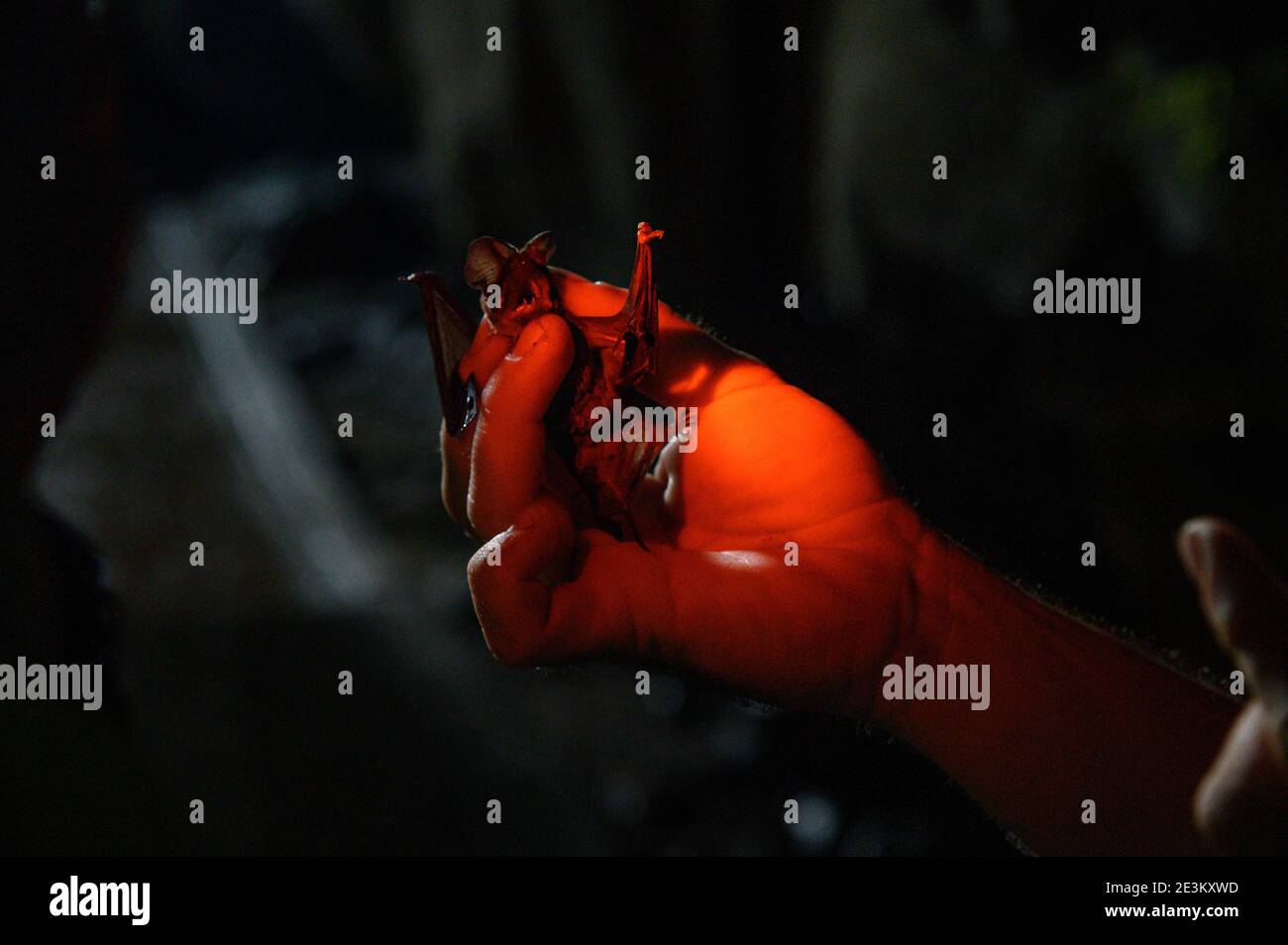 small young bat in a man's hand Stock Photo - Alamy