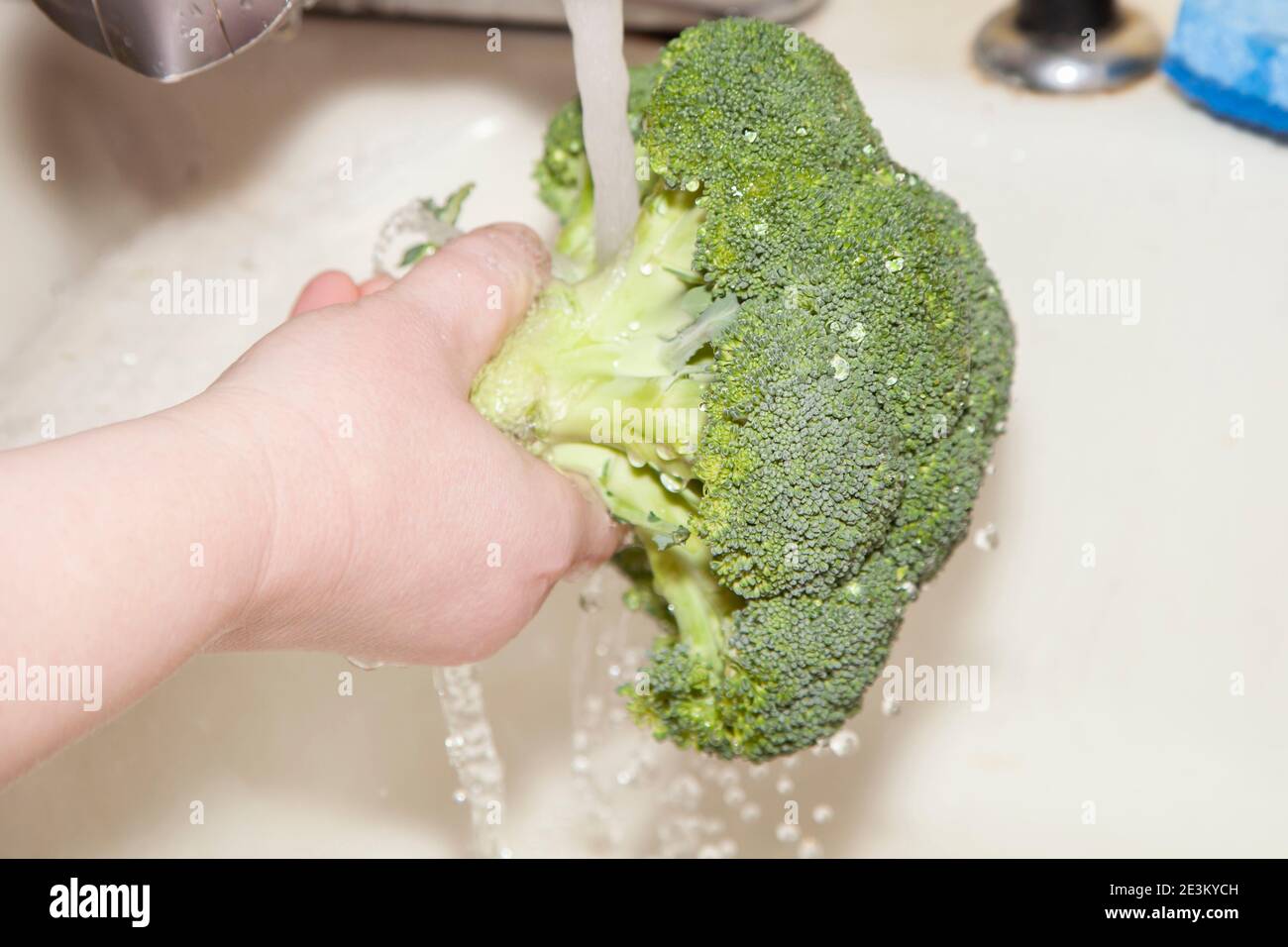 Woman's hand holding a fresh crown of broccoli under a faucet for ...
