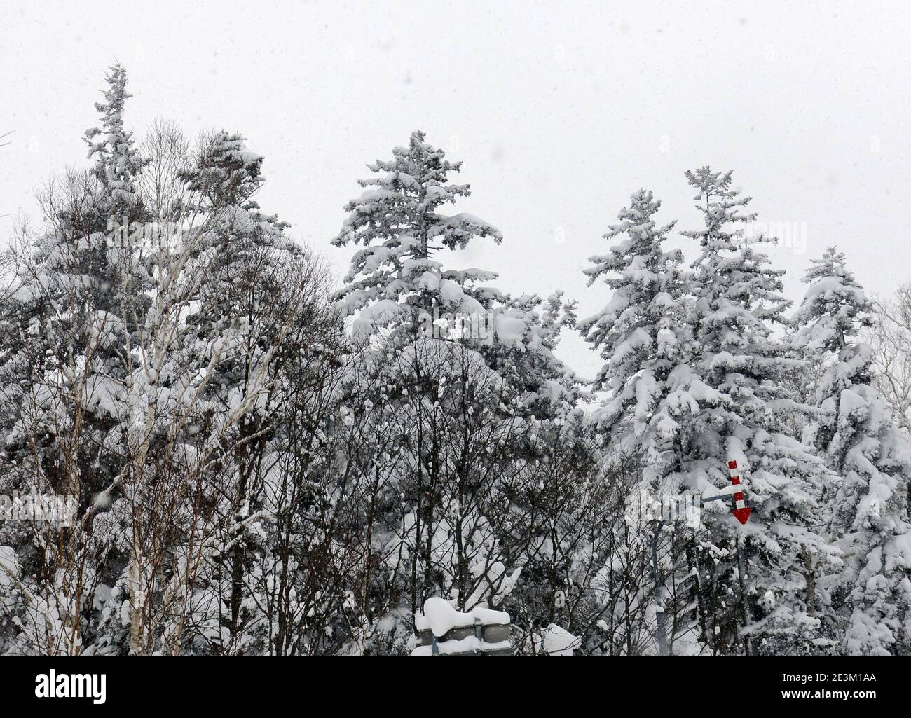 Heavy snow in the forests around Tokachi Dakeonsen in Hokkaido, Japan ...