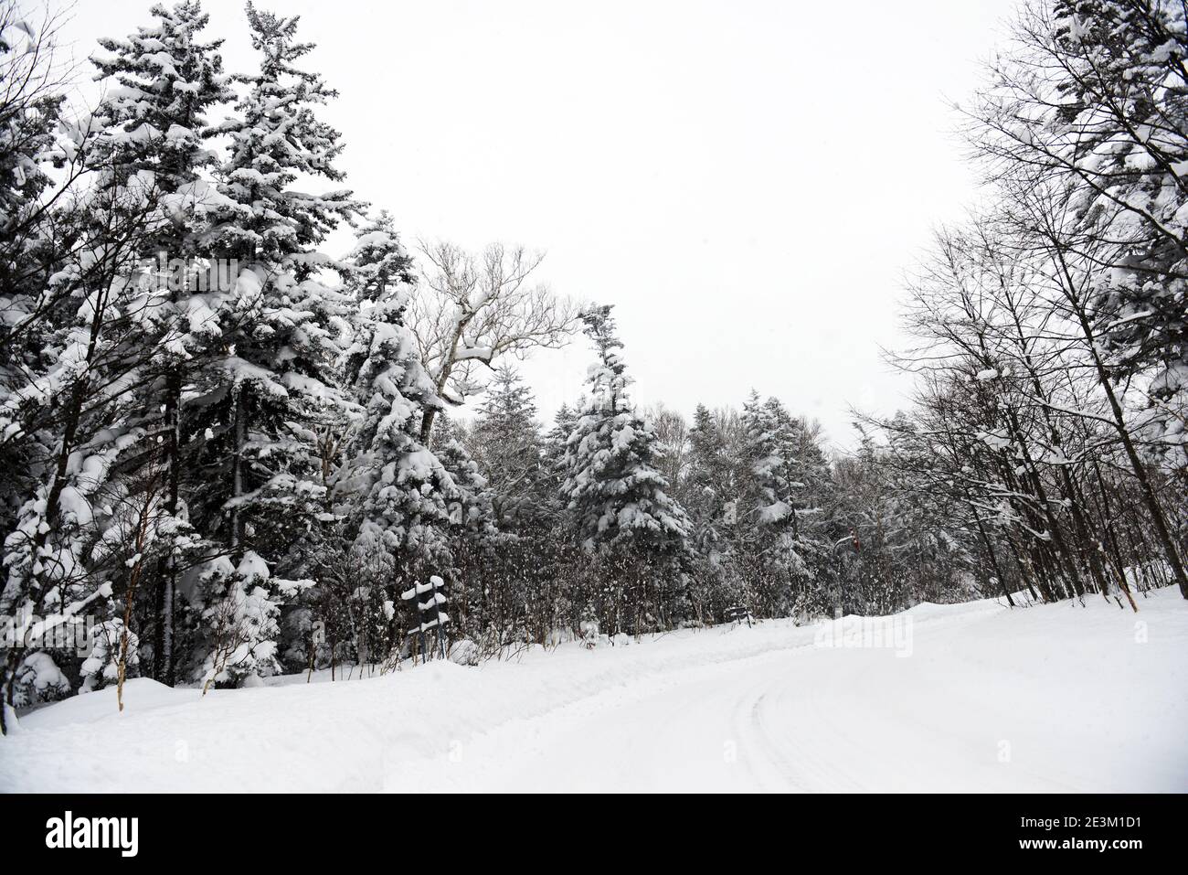 Heavy snow in the forests around Tokachi Dakeonsen in Hokkaido, Japan ...