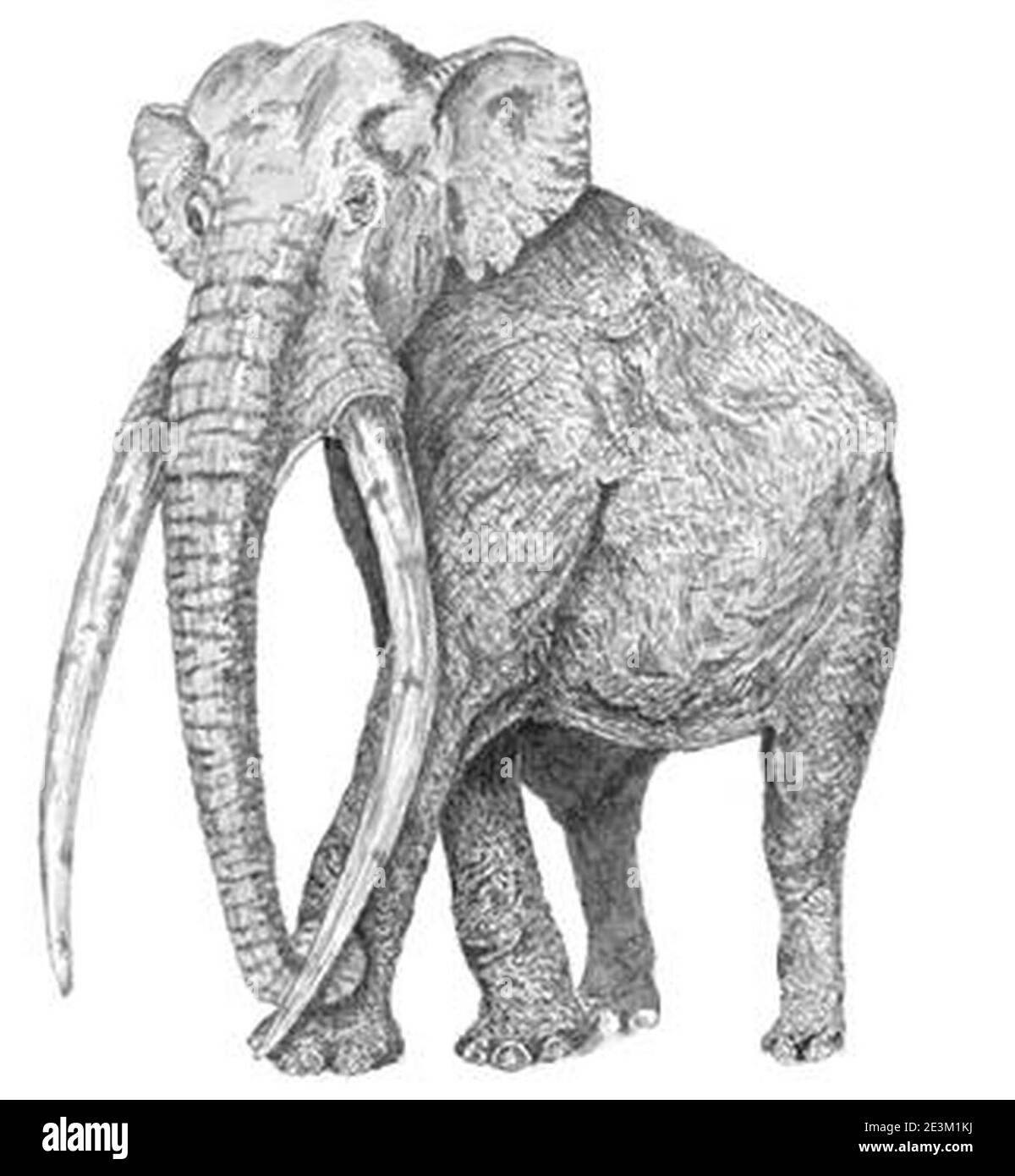Mammuthus meridionalis reconstruction Stock Photo - Alamy