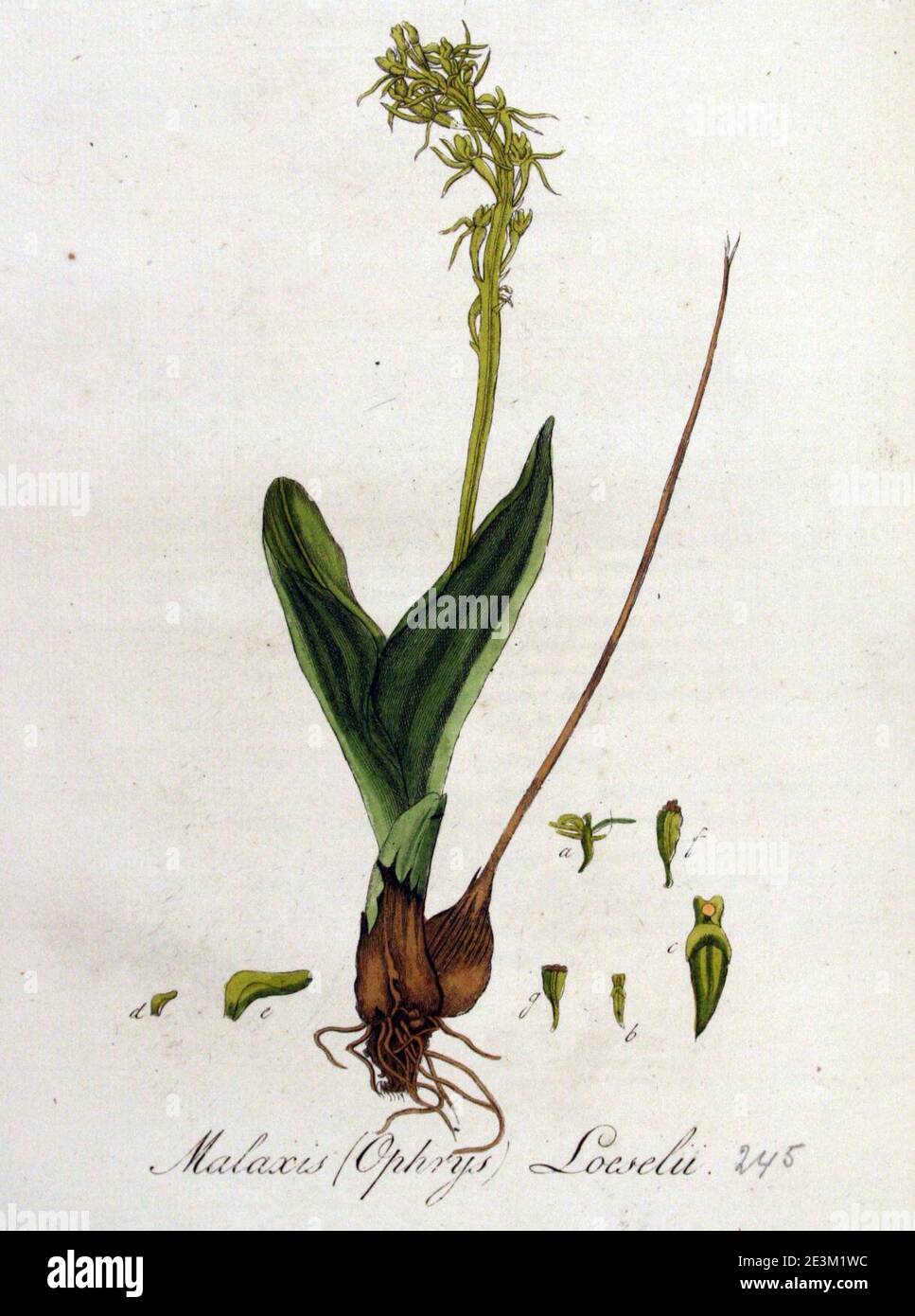 Malaxis High Resolution Stock Photography and Images - Alamy