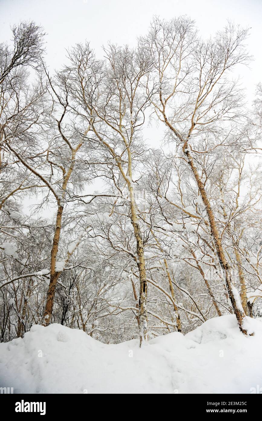 Heavy snow in the forests around Tokachi Dakeonsen in Hokkaido, Japan ...