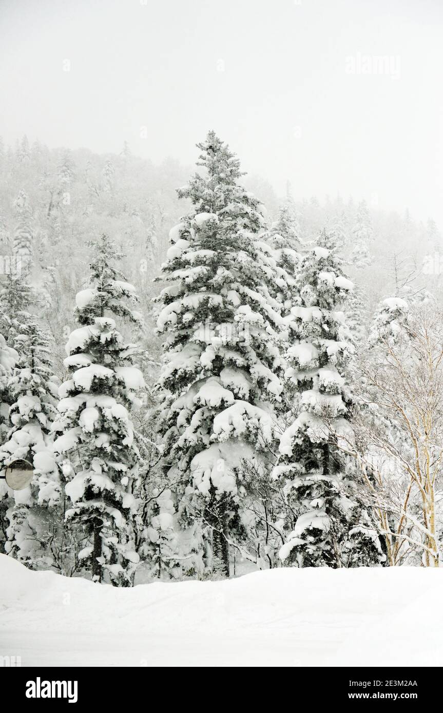 Heavy snow in the forests around Tokachi Dakeonsen in Hokkaido, Japan ...