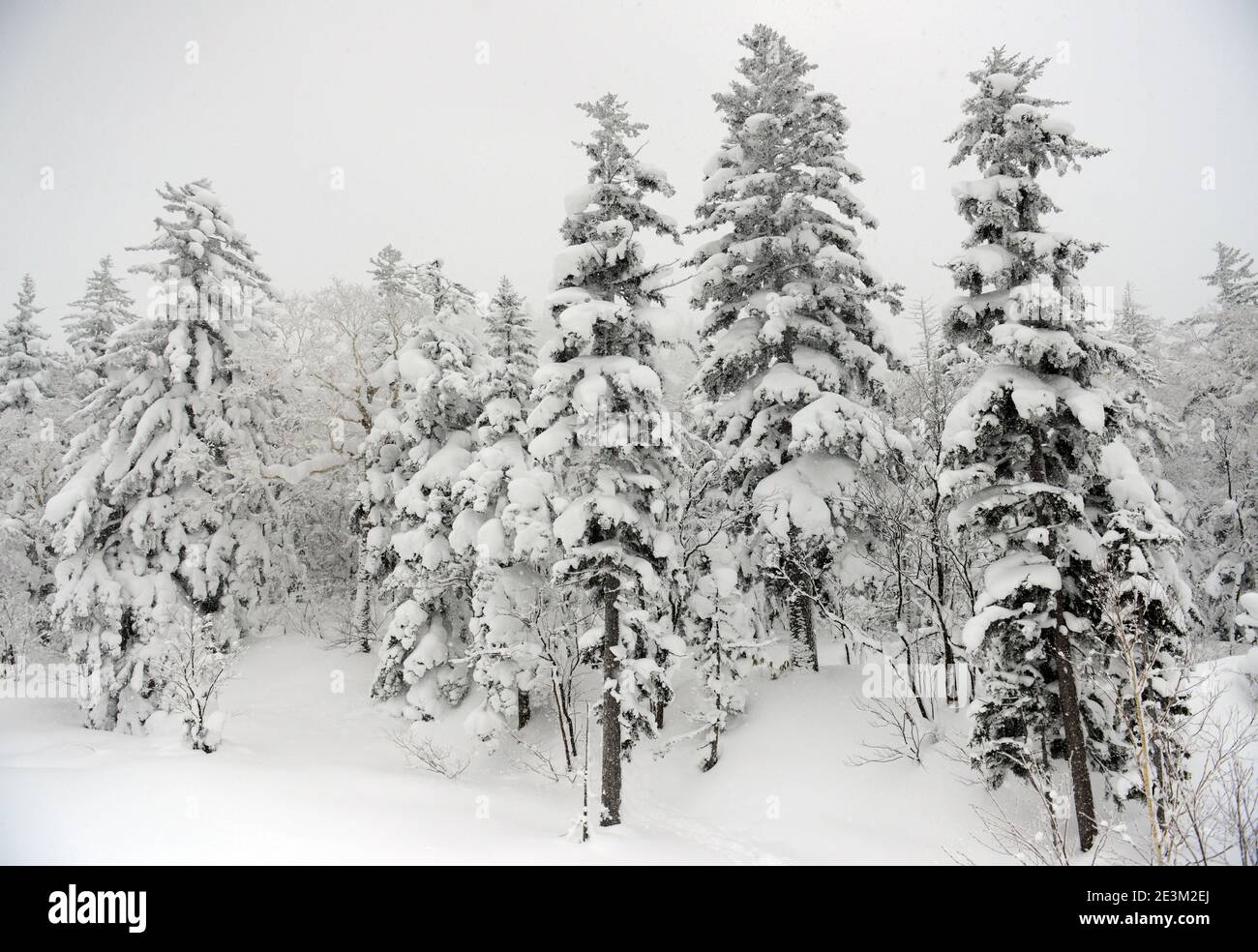 Heavy snow in the forests around Tokachi Dakeonsen in Hokkaido, Japan ...