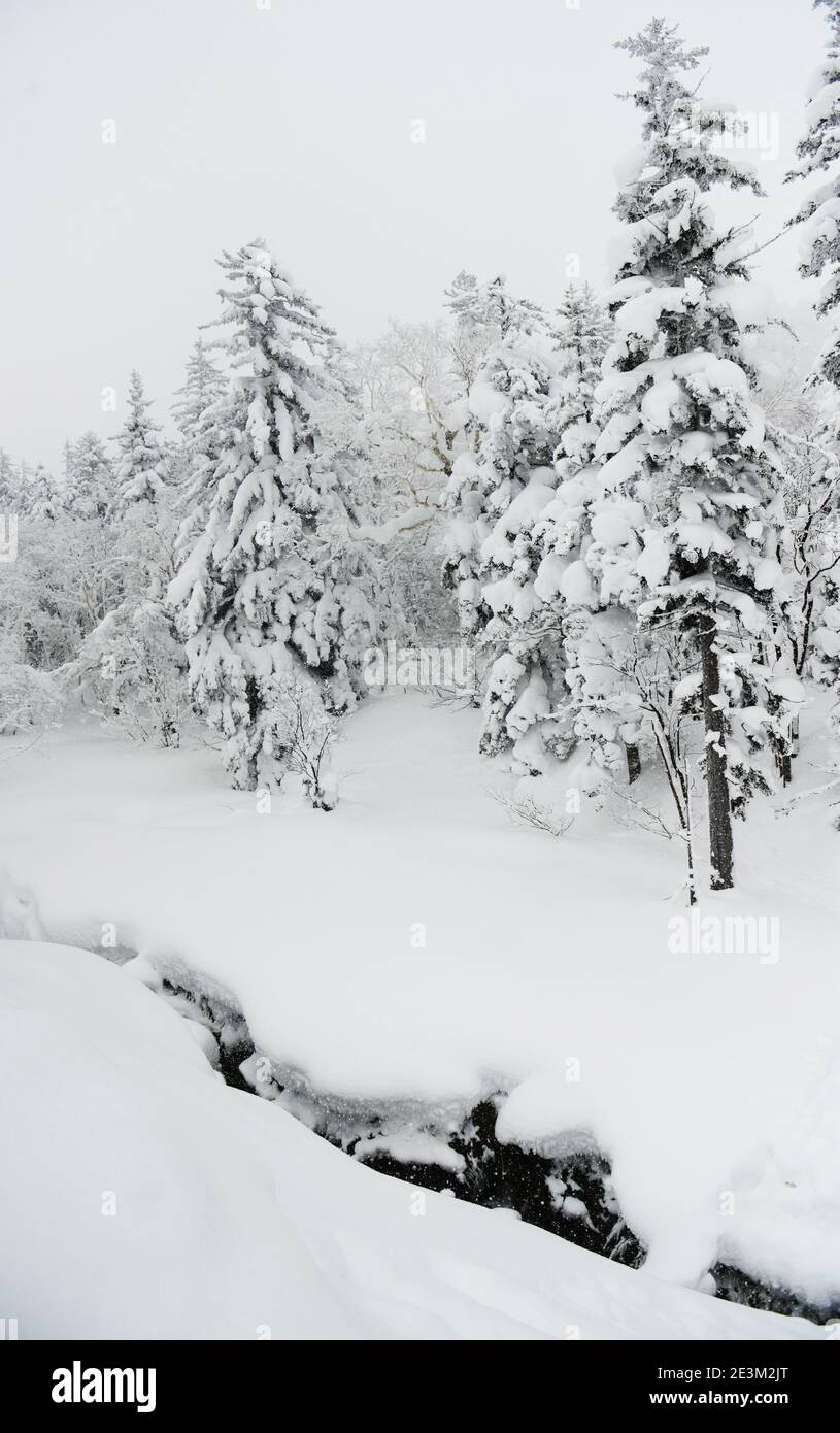 Heavy snow in the forests around Tokachi Dakeonsen in Hokkaido, Japan ...