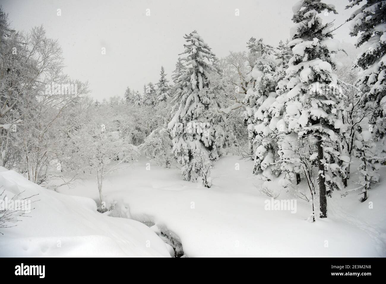 Heavy snow in the forests around Tokachi Dakeonsen in Hokkaido, Japan ...