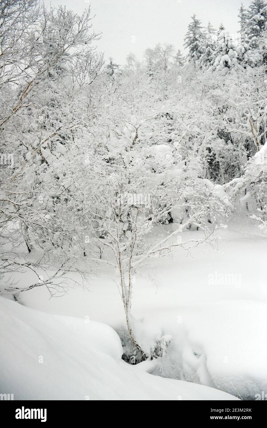Heavy snow in the forests around Tokachi Dakeonsen in Hokkaido, Japan ...