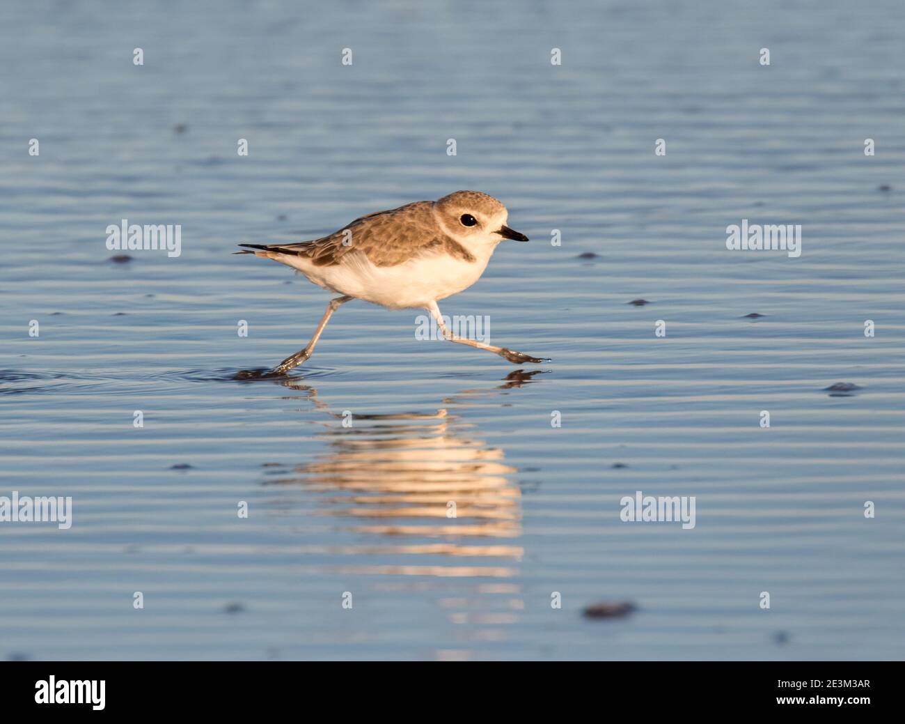 Snowy plover running through the beach in the blue water, Galveston ...