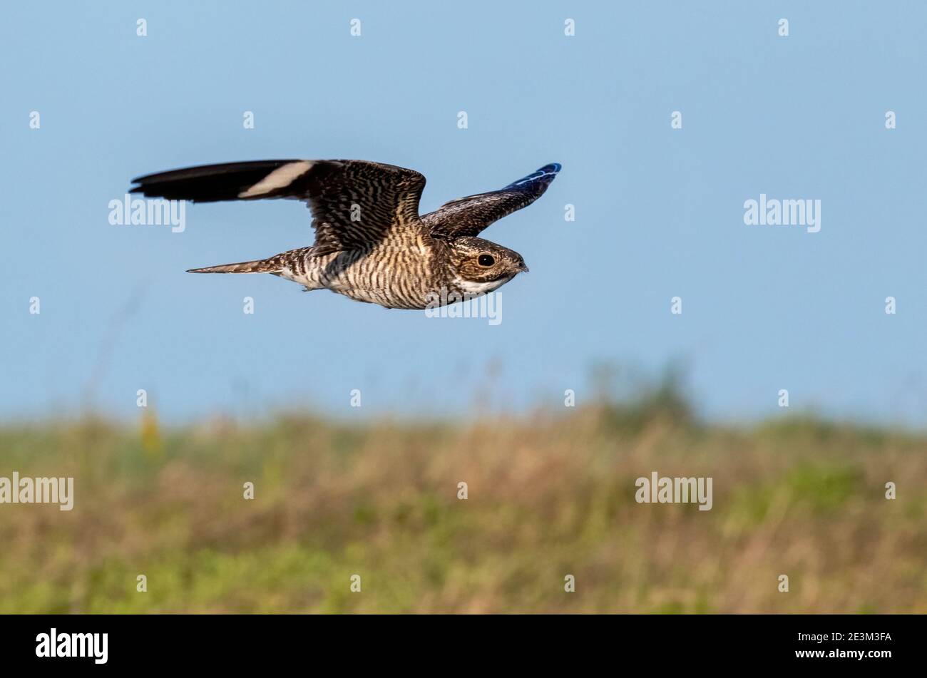 The common nighthawk (Chordeiles minor) flying on the blue sky ...