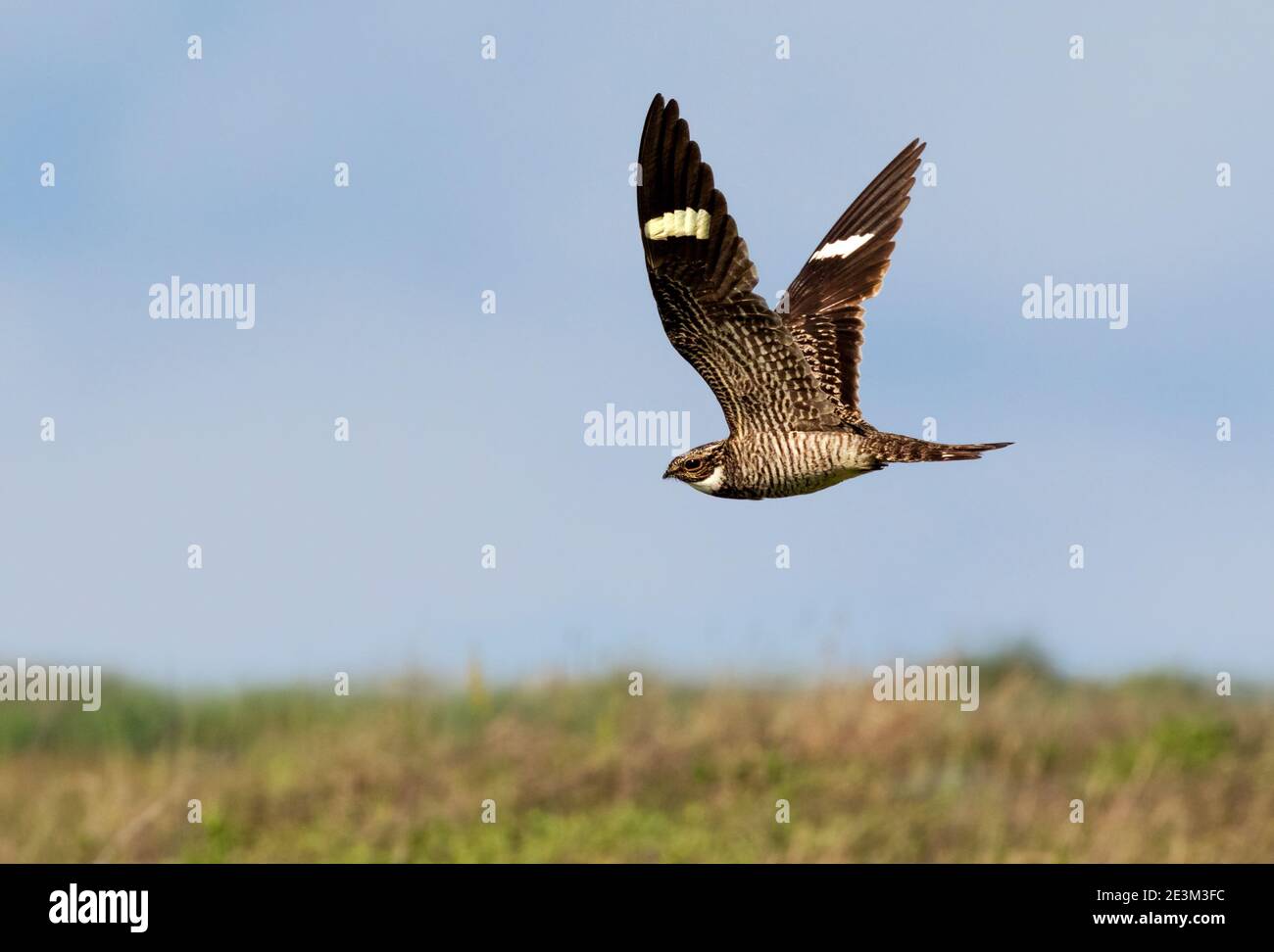 The common nighthawk (Chordeiles minor) in flight, Galveston, Texas ...