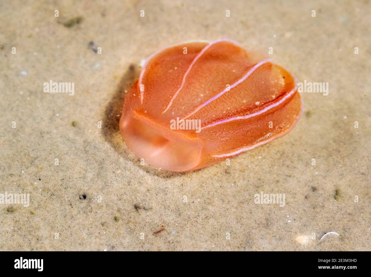 The comb jelly (Beroe cucumis) found in shallow water of Galveston Bay ...
