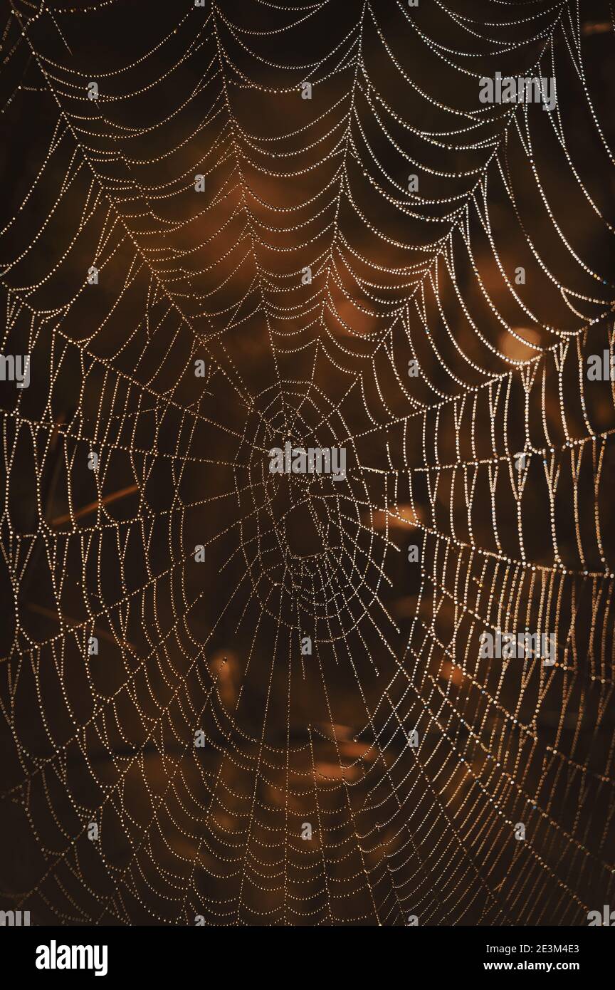 Creepy spider web hi-res stock photography and images - Alamy