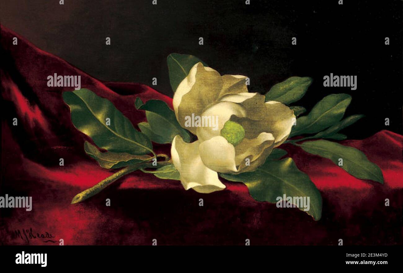 Martin Johnson Heade - Magnolia Stock Photo - Alamy
