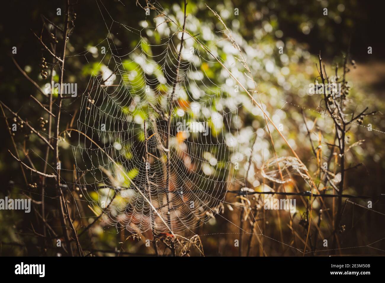 Spider web wallpaper hi-res stock photography and images - Alamy