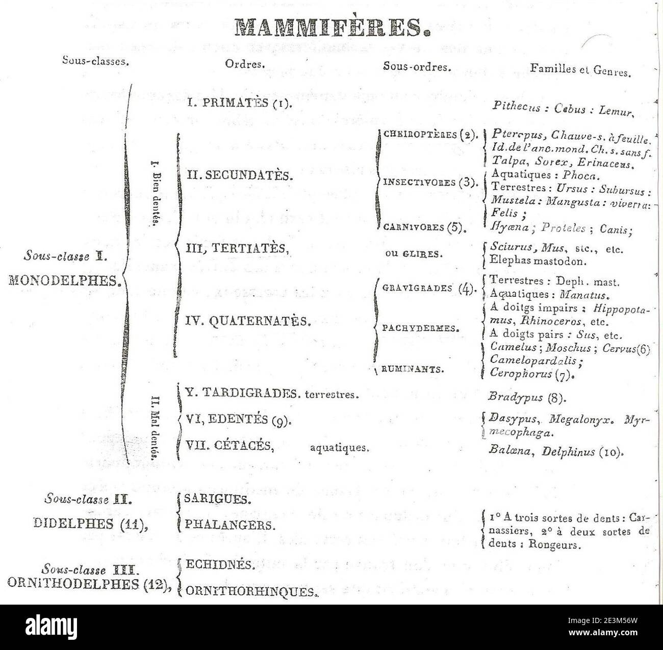 Mammiferes hi-res stock photography and images - Alamy