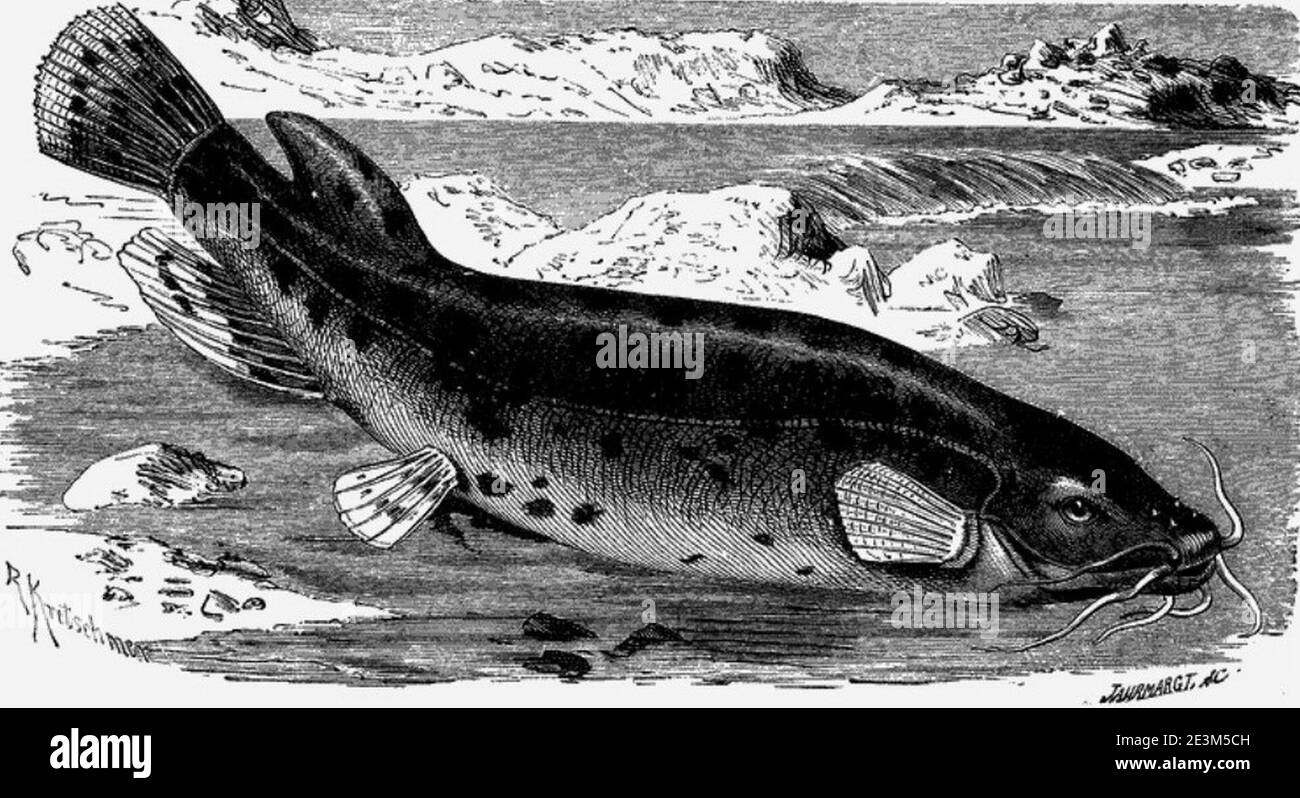 Malapterurus electricus hi-res stock photography and images - Alamy