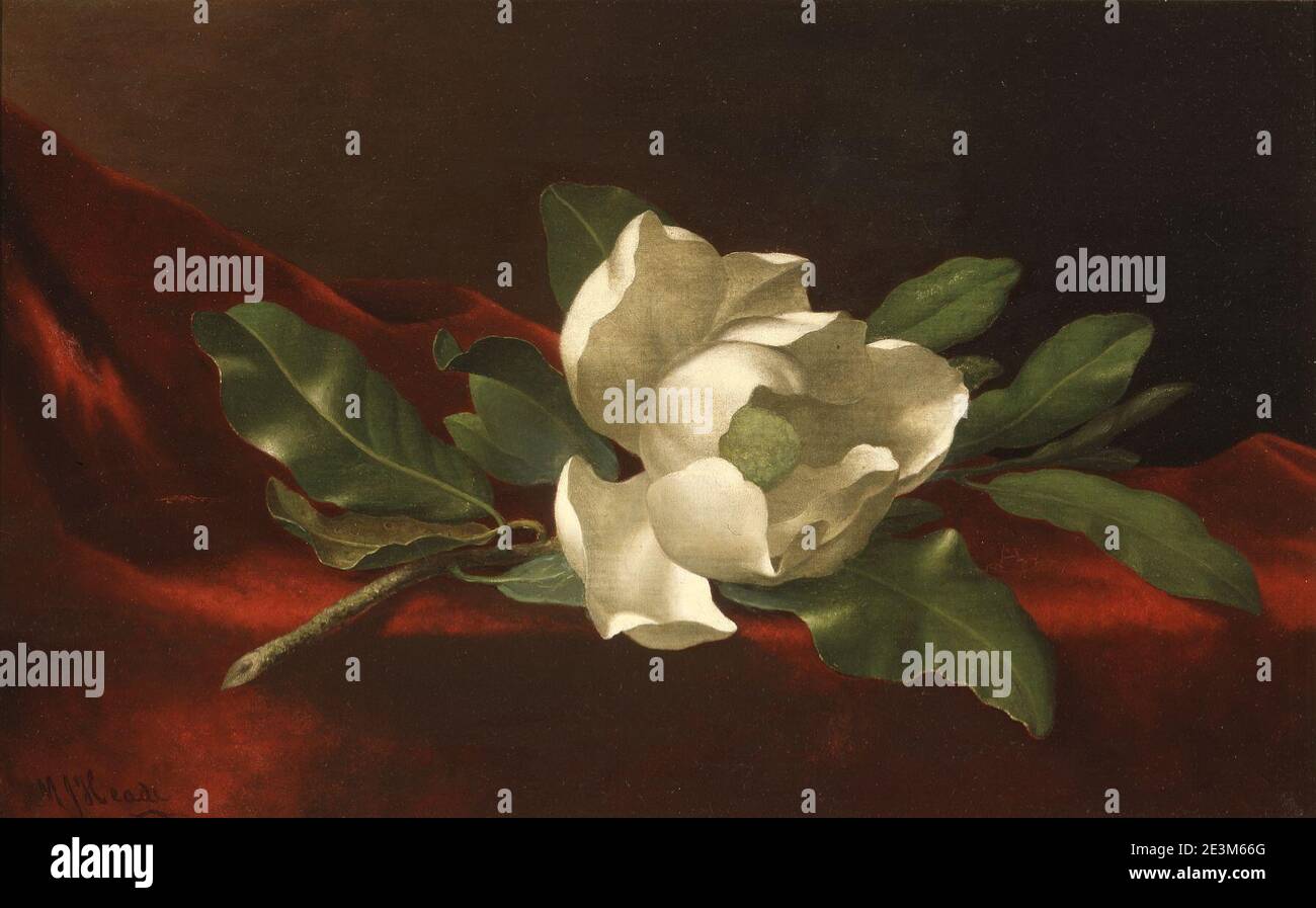 Martin Johnson Heade - Magnolia Stock Photo - Alamy