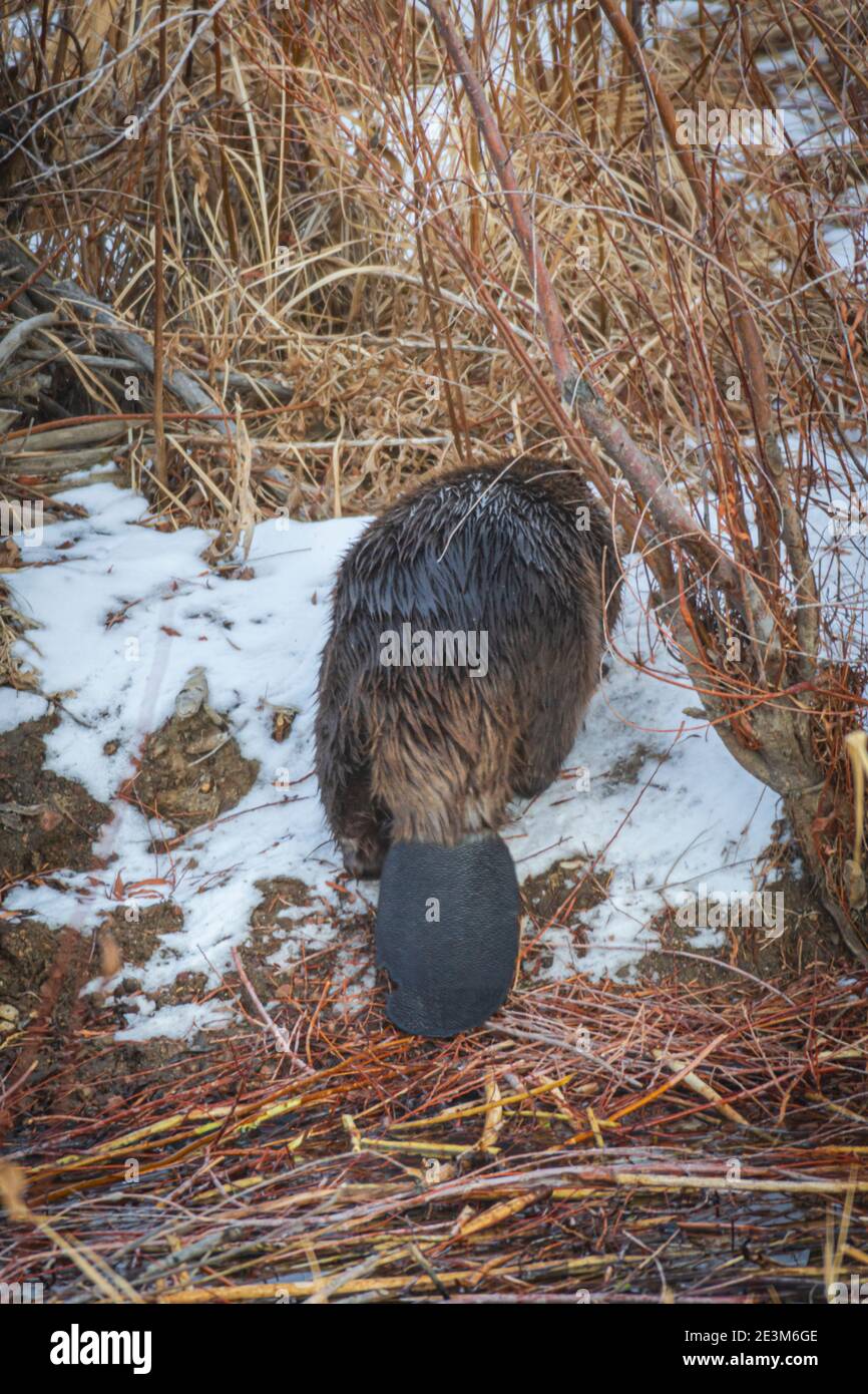 American Beaver (Castor canadensis) showing flat tail as it plods in ...