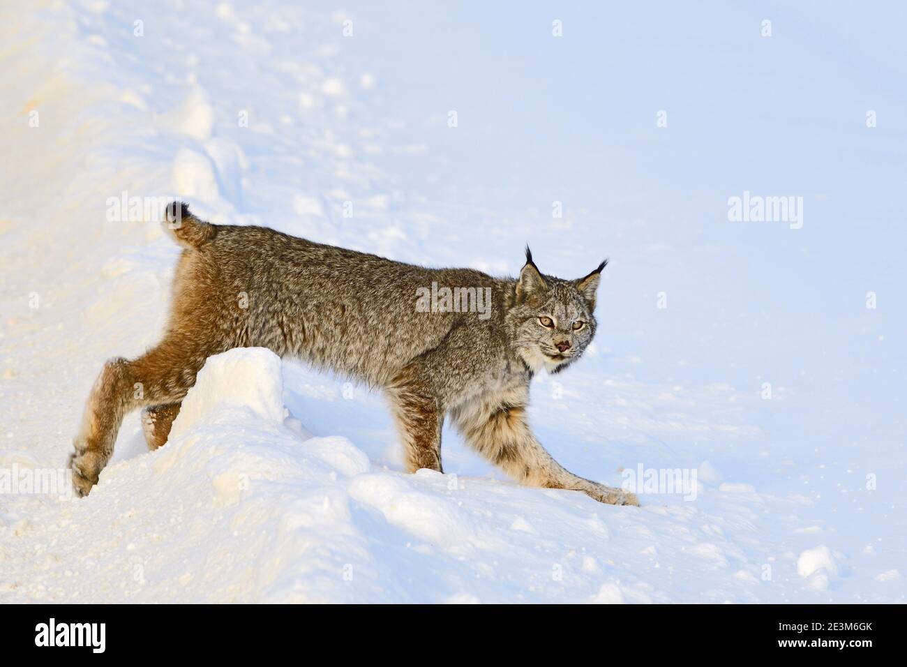 A Canadian lynx "Felis lynx", crossing through the fresh snow in rural ...