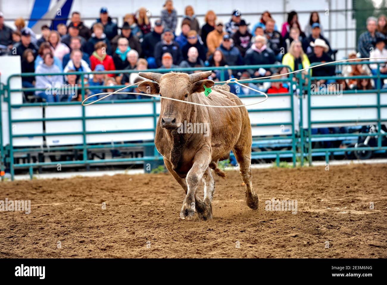 A front view of a rodeo bucking bull about to be roped in an indoor ...