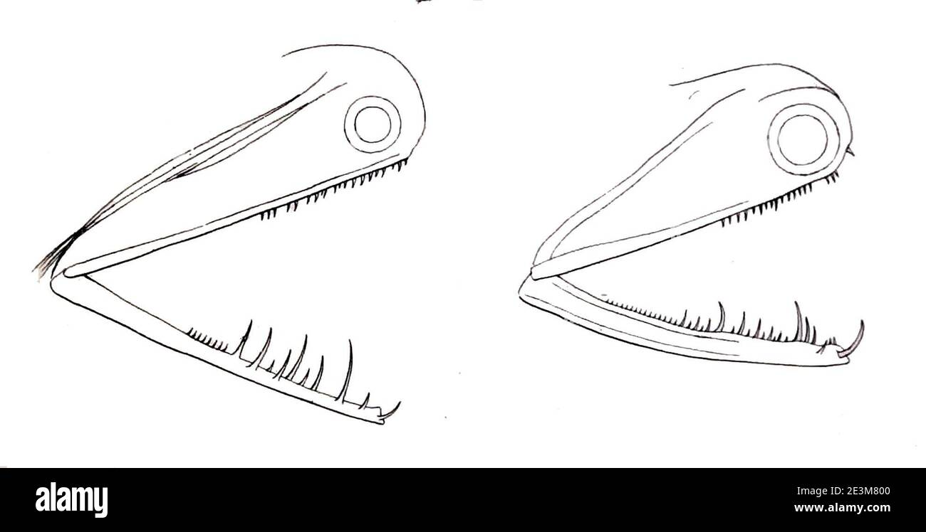 Malacosteus hi-res stock photography and images - Alamy