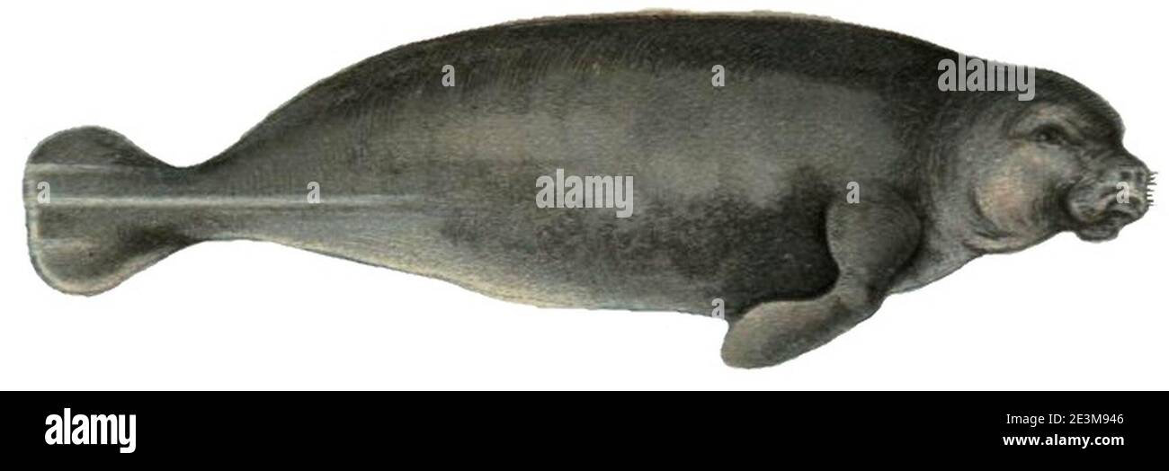 Manatee white background Stock Photo - Alamy
