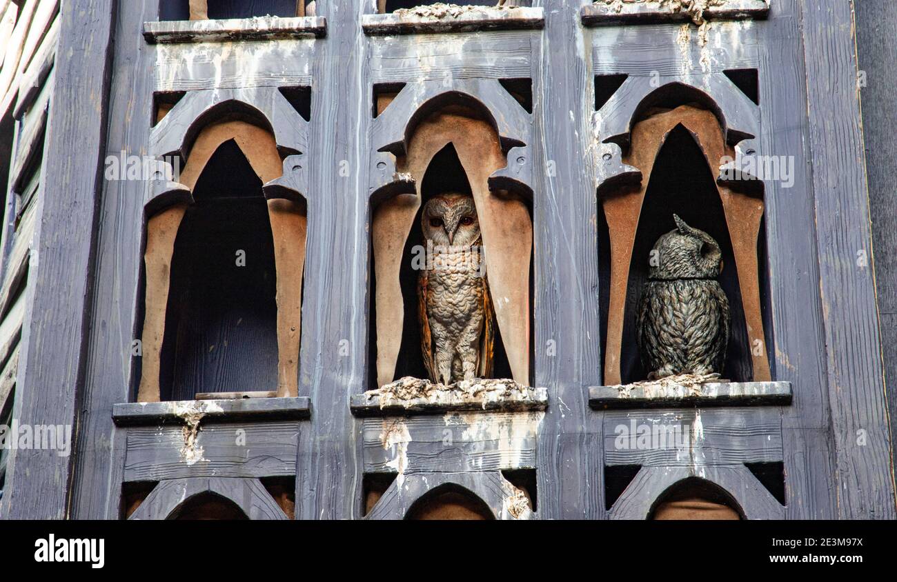 Orlando, FL. Owlery at Diagon Alley (Harry Potter), Universal Studios ...