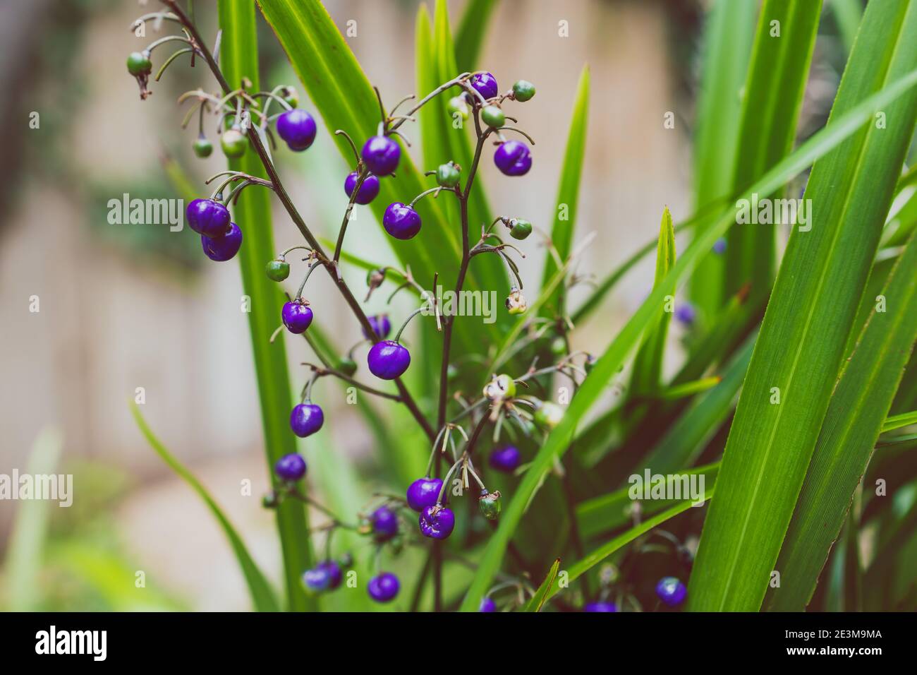 native Australian Dianella grass plant with edible blue berries outdoor ...