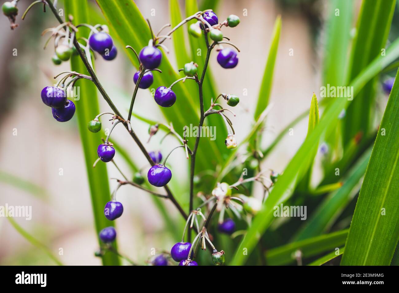 native Australian Dianella grass plant with edible blue berries outdoor ...