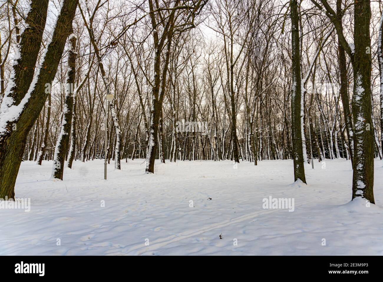 Winter icy forest and snowy trees, winter's tale and silence Stock ...