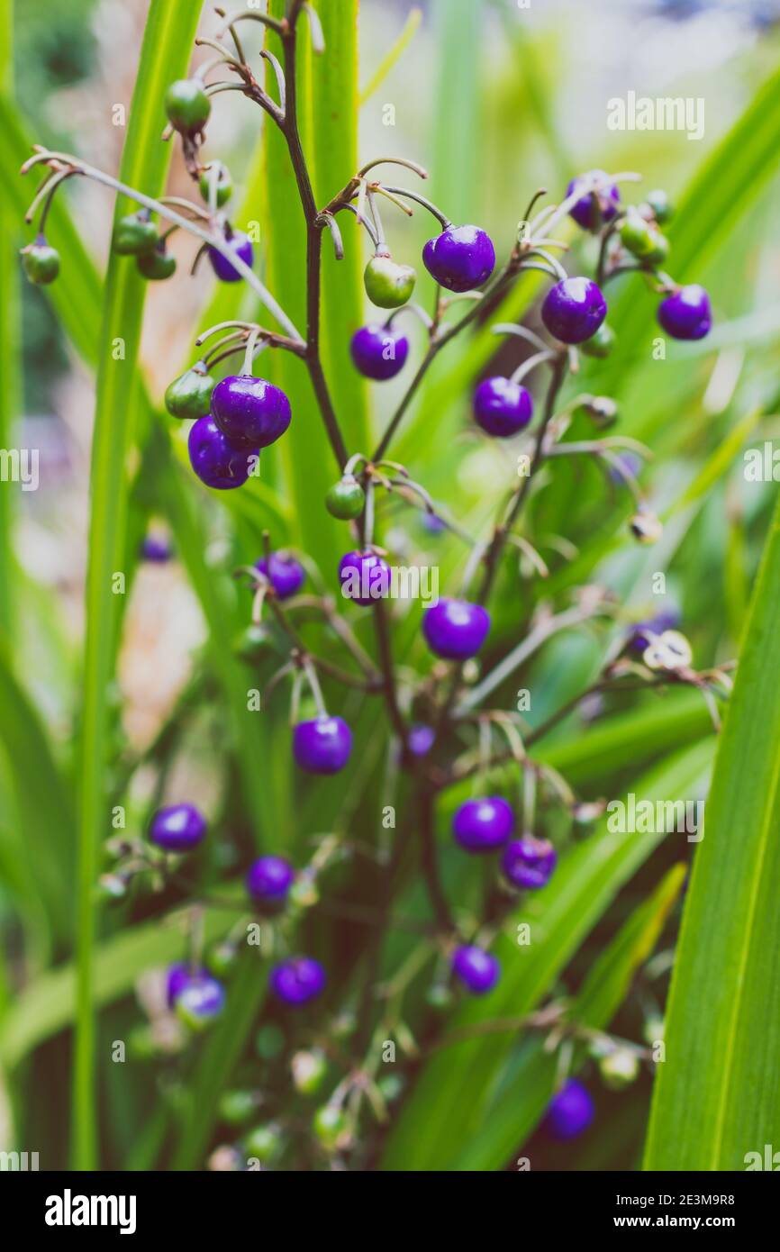 native Australian Dianella grass plant with edible blue berries outdoor ...