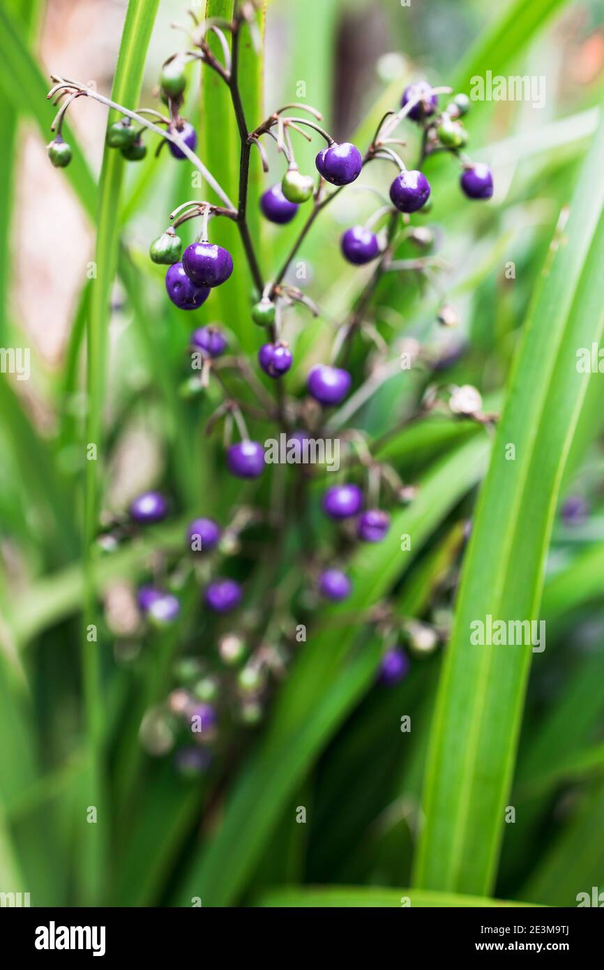 native Australian Dianella grass plant with edible blue berries outdoor ...